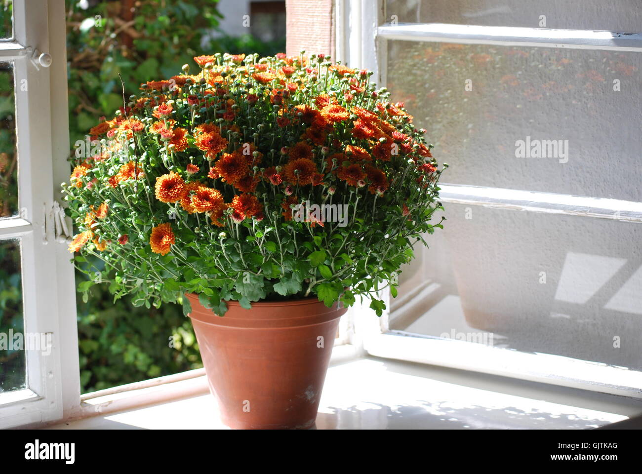 flower plant window Stock Photo - Alamy