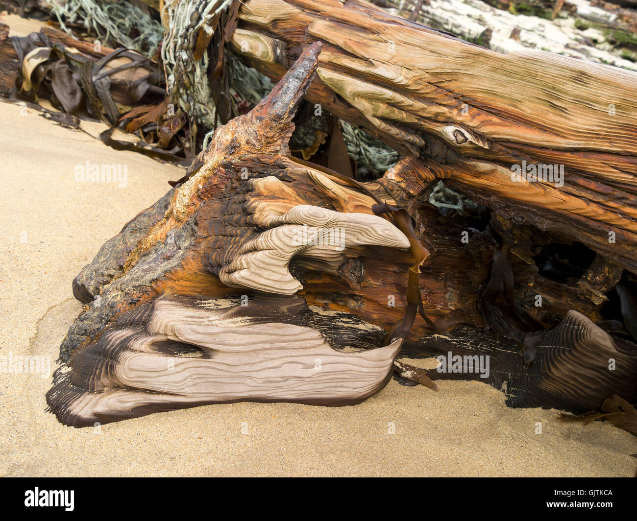 Sand weathered washed and worn oak driftwood timbers on old beach ...