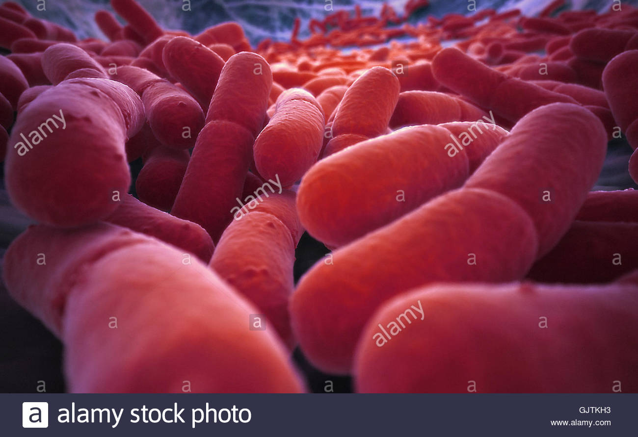 Magnified Bacteria Stock Photos & Magnified Bacteria Stock Images - Alamy