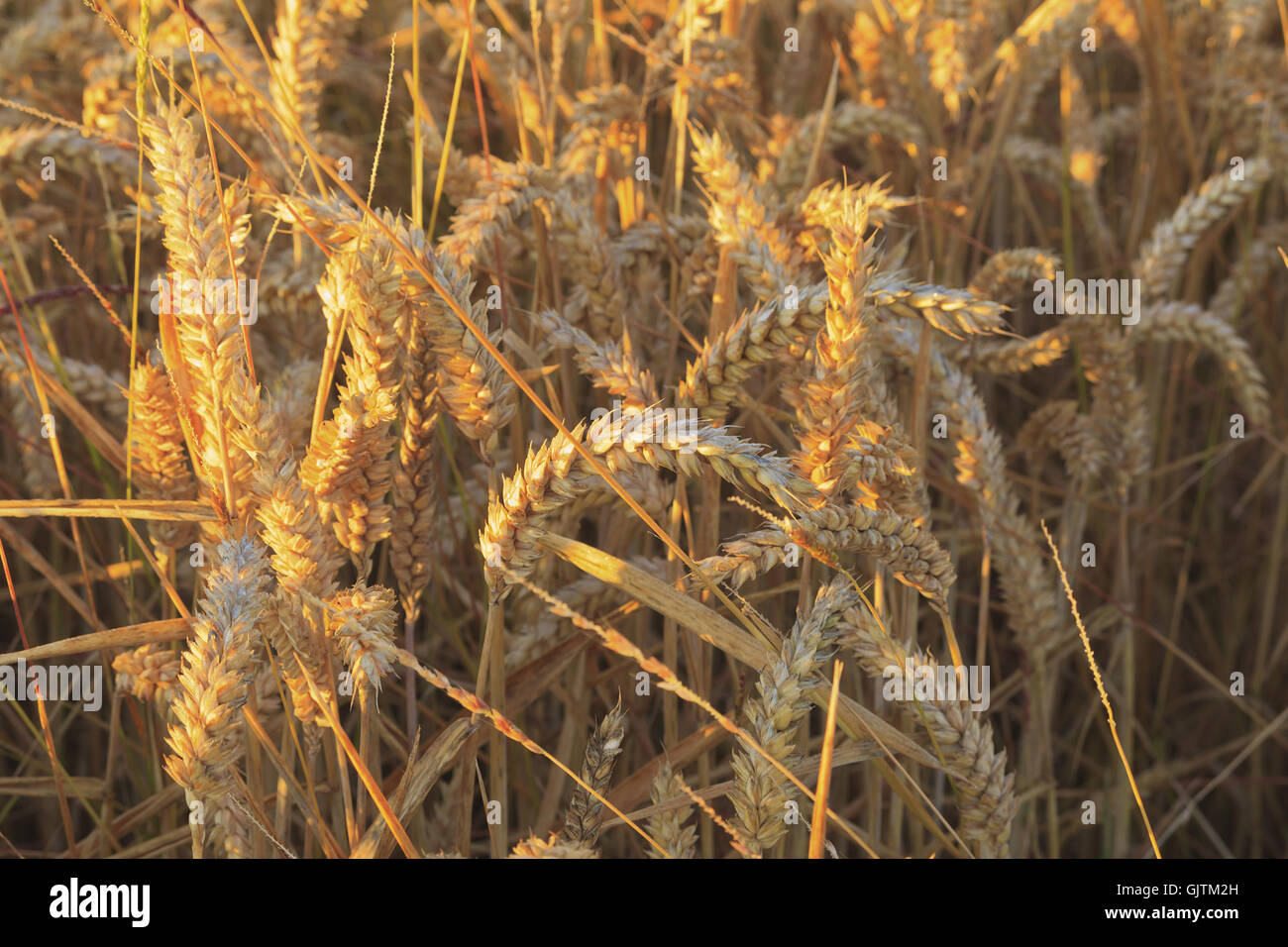 Wheat field harvest time hi-res stock photography and images - Alamy