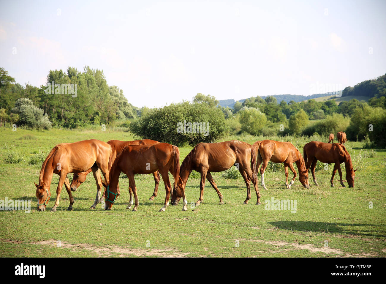 Chestnut anglo arabian horse hi-res stock photography and images - Alamy