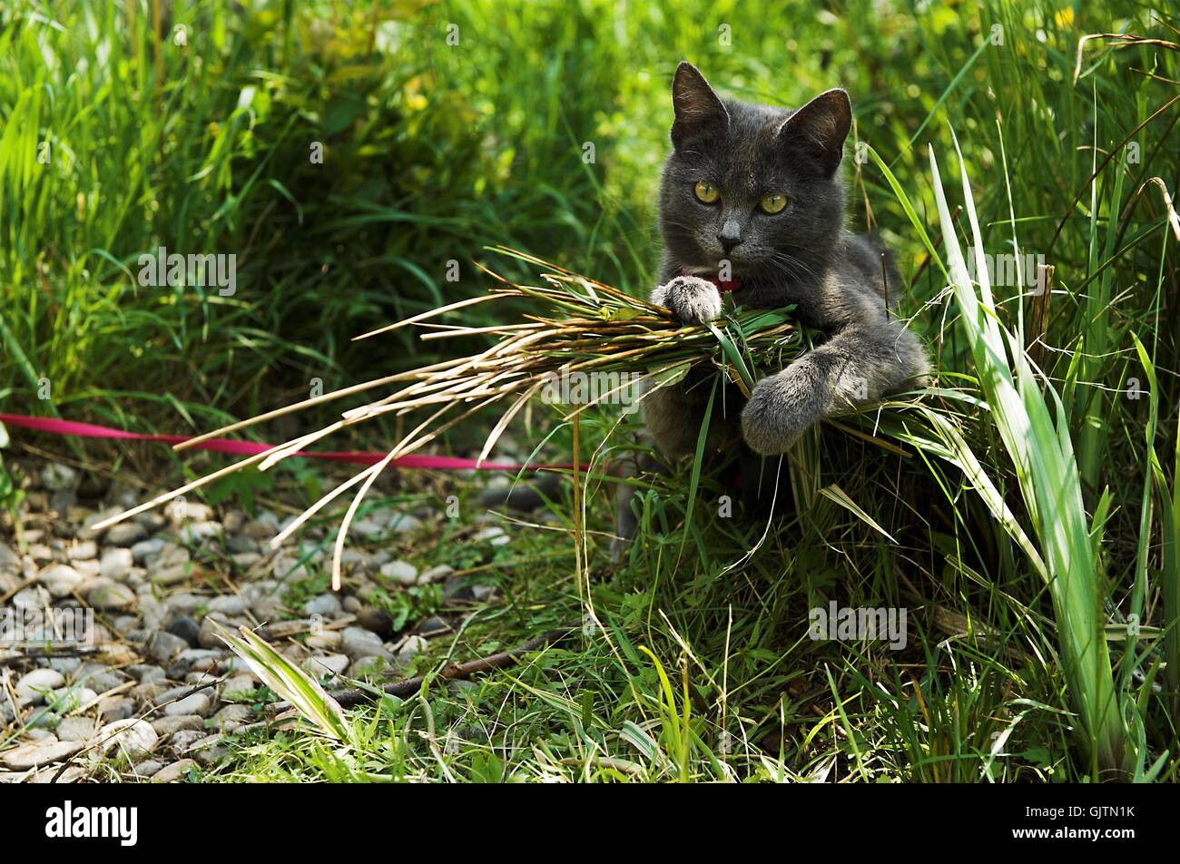 this is my territory - the wax cat Stock Photo - Alamy