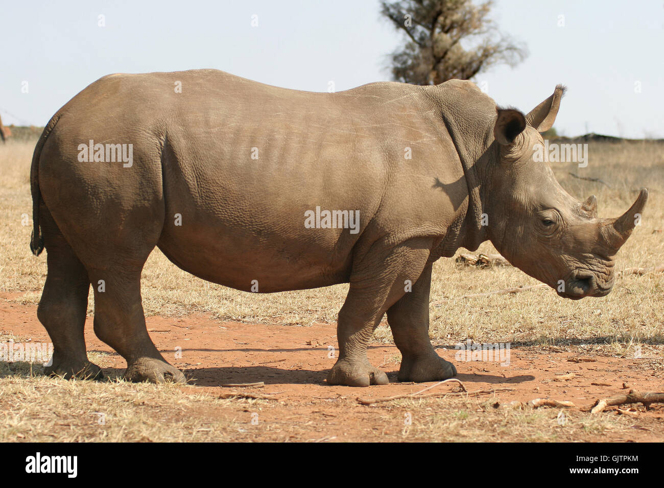 big large enormous Stock Photo - Alamy