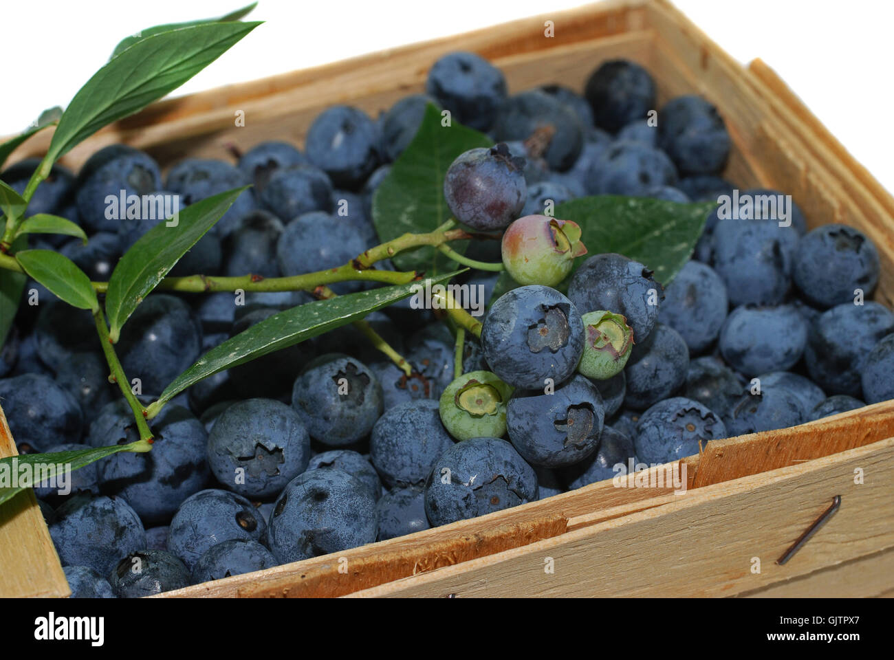 Heidelbeerernte hi-res stock photography and images - Alamy