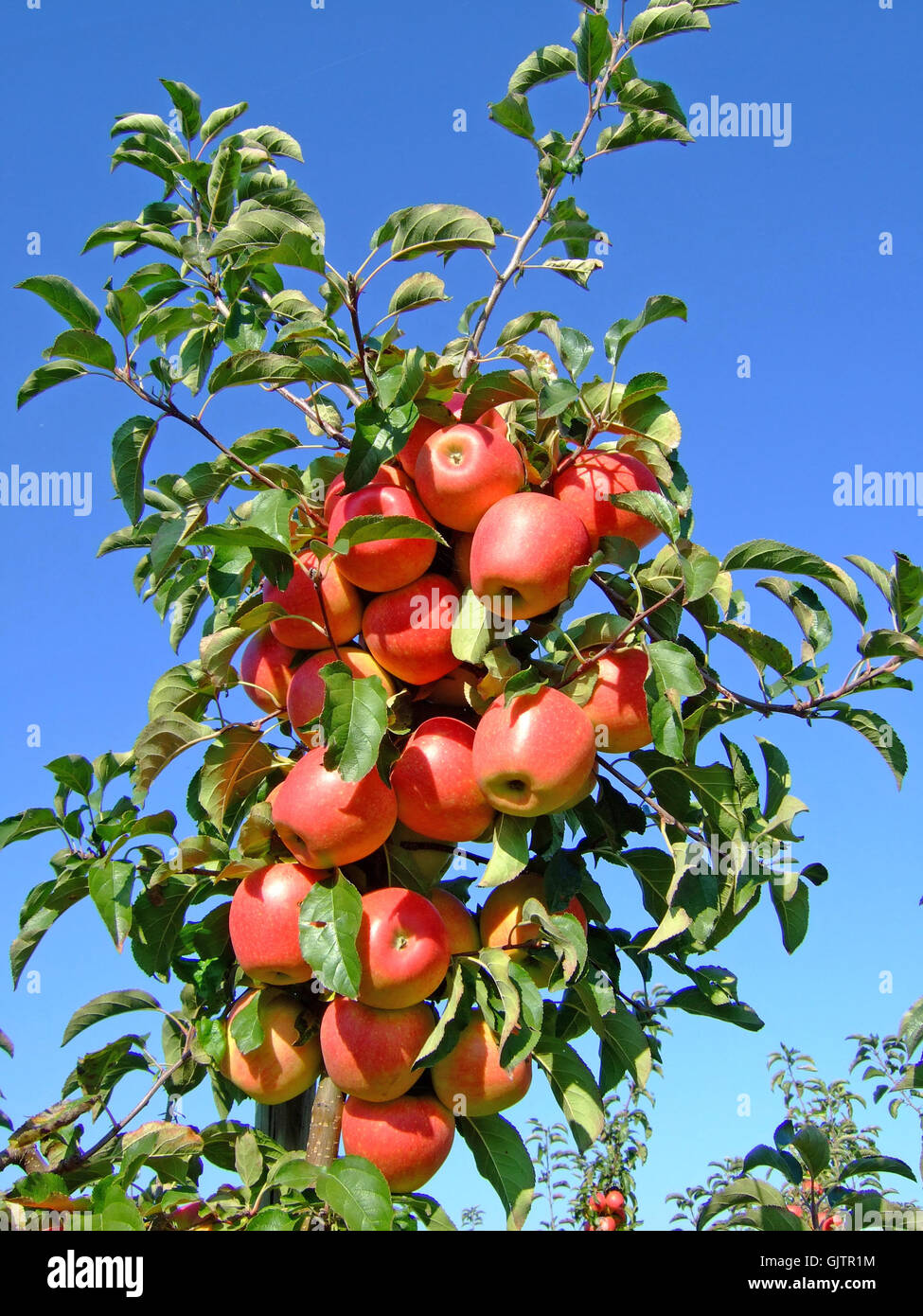 Apple tree farming hi-res stock photography and images - Alamy