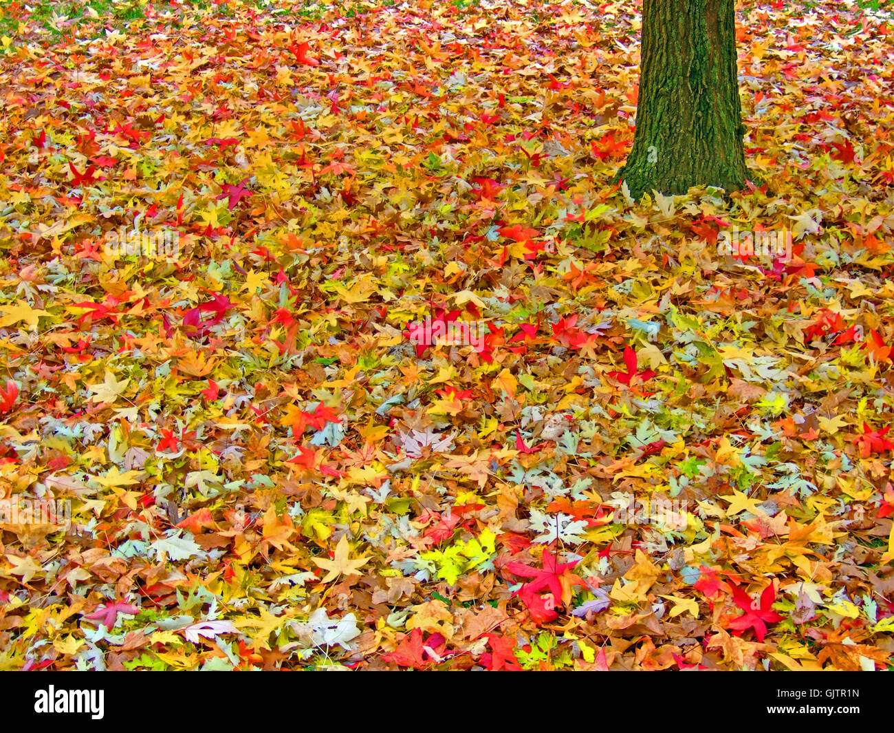Coloured tree hi-res stock photography and images - Alamy