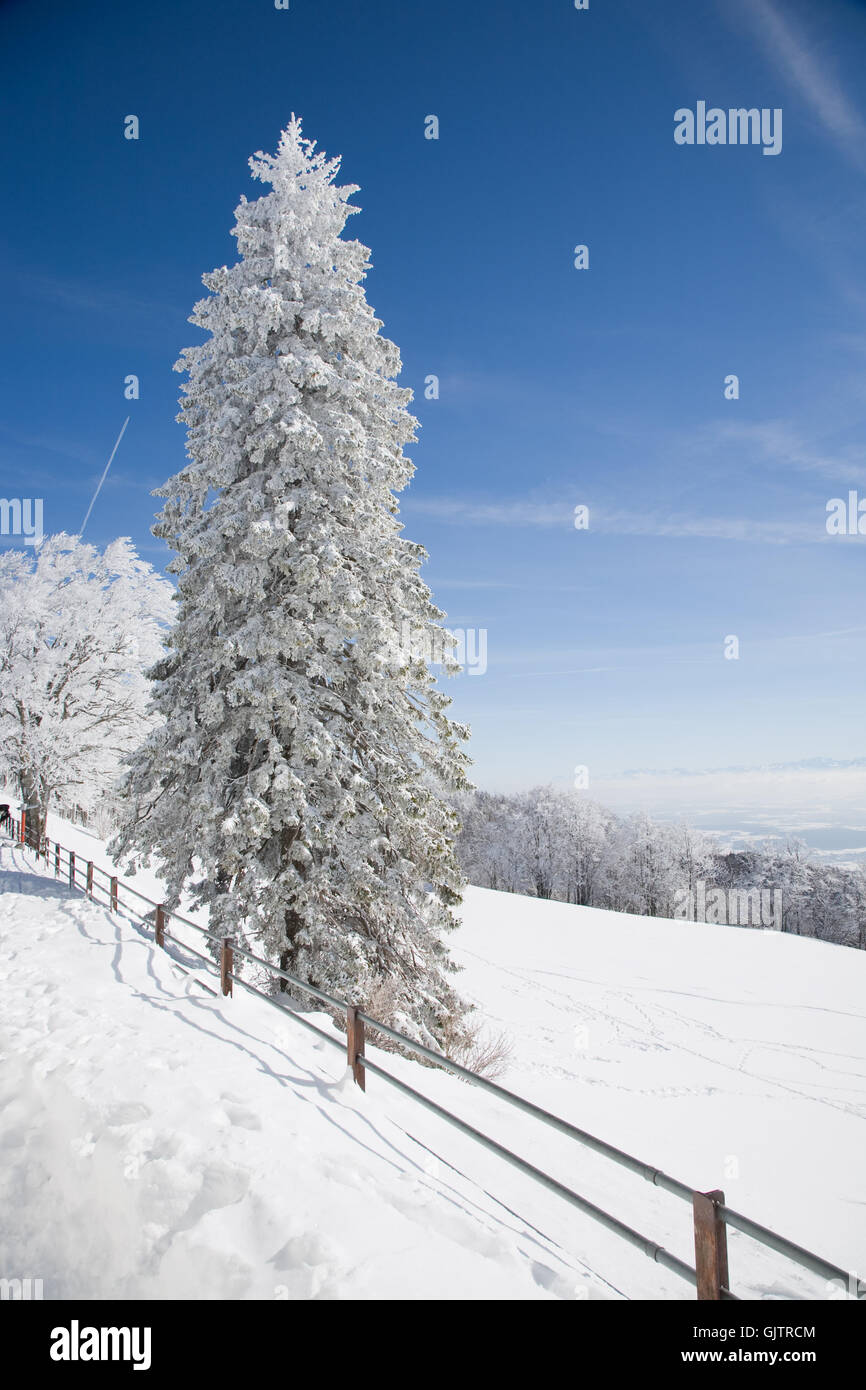 covered fir tree Stock Photo - Alamy