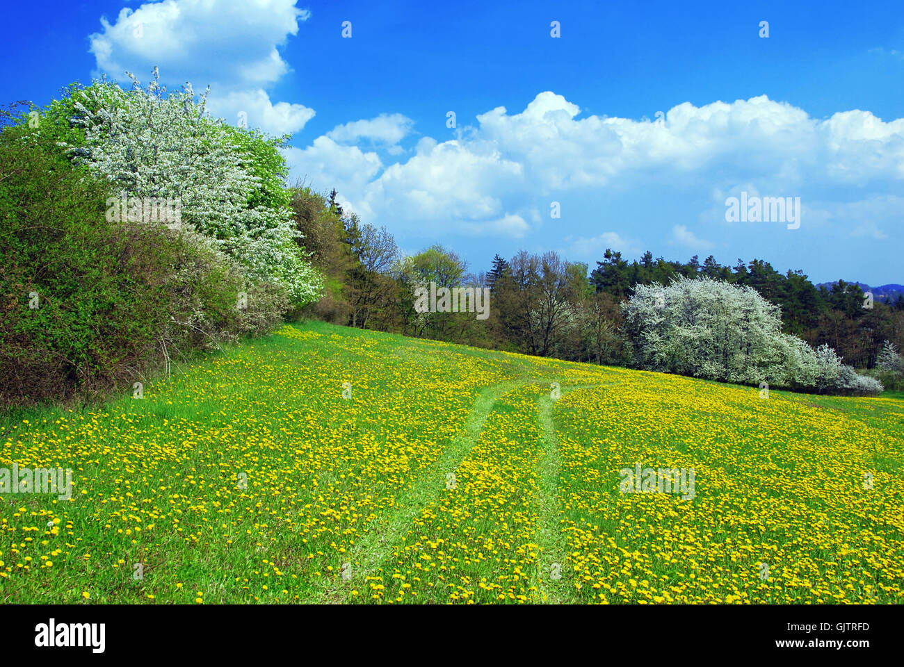 spring road path Stock Photo - Alamy
