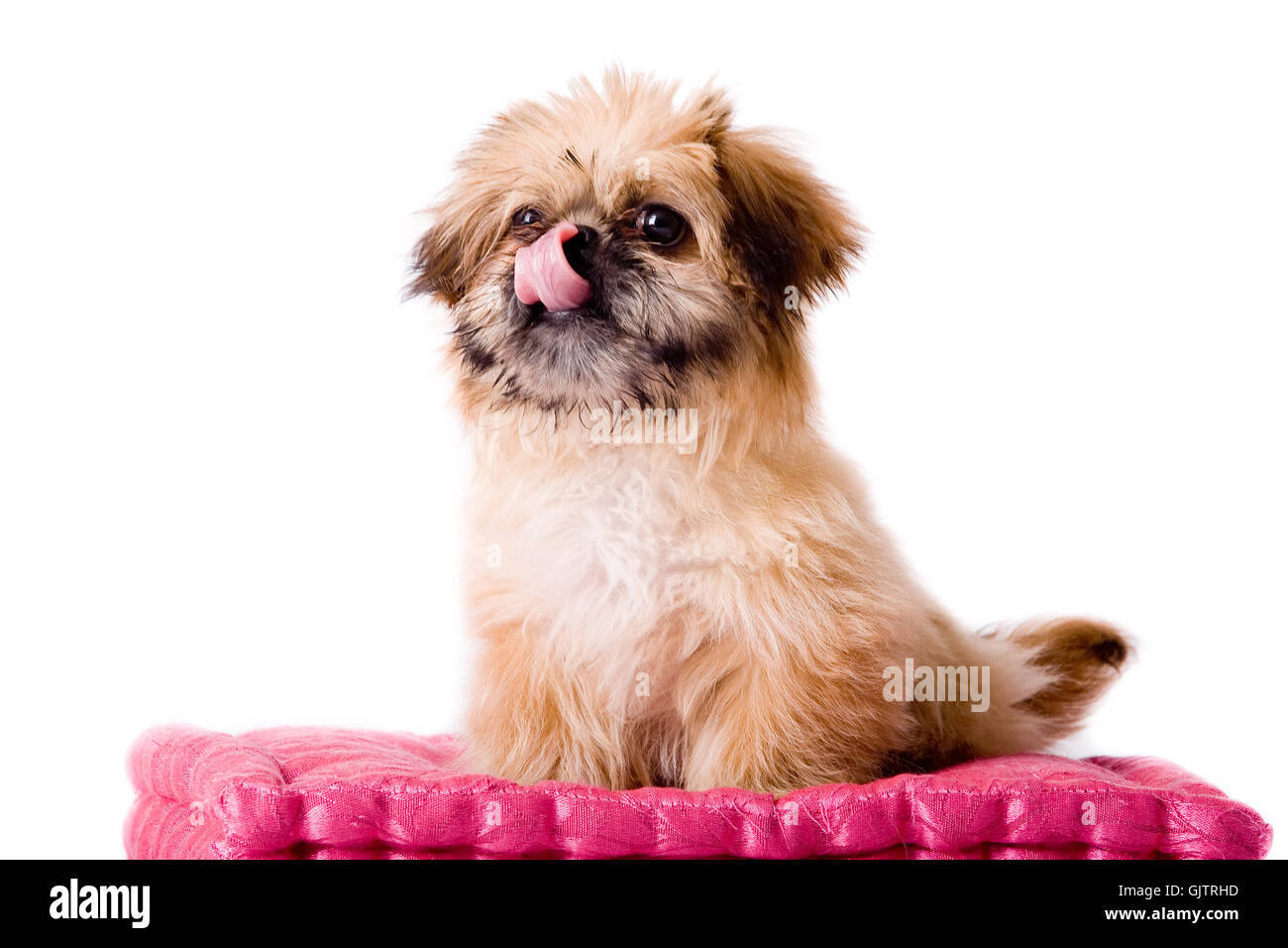isolated dog puppy Stock Photo - Alamy
