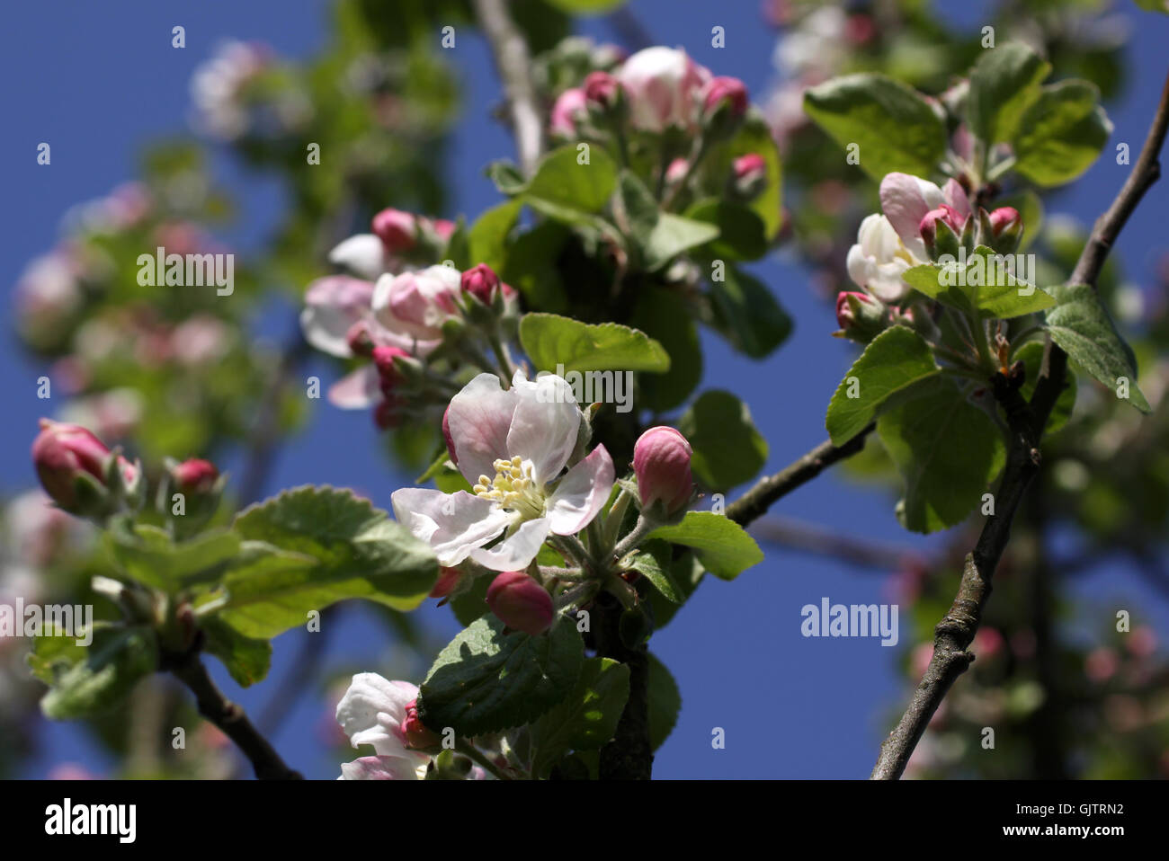 Tree bleed hi-res stock photography and images - Alamy