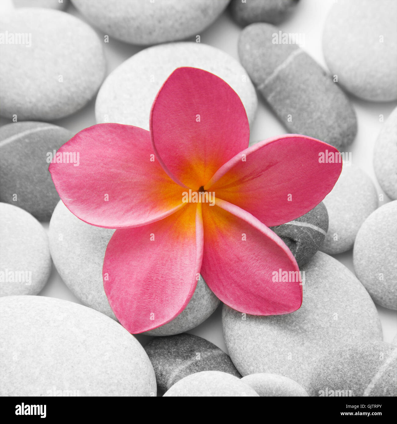 stone flower plant Stock Photo - Alamy