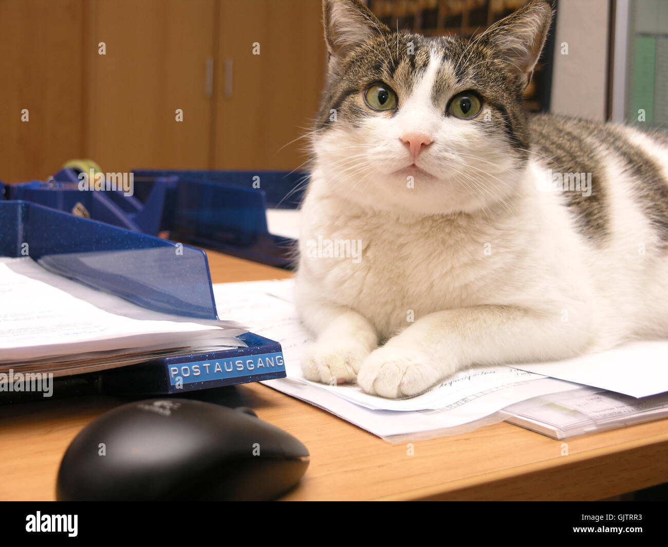 Cat post office mouse hi-res stock photography and images - Alamy
