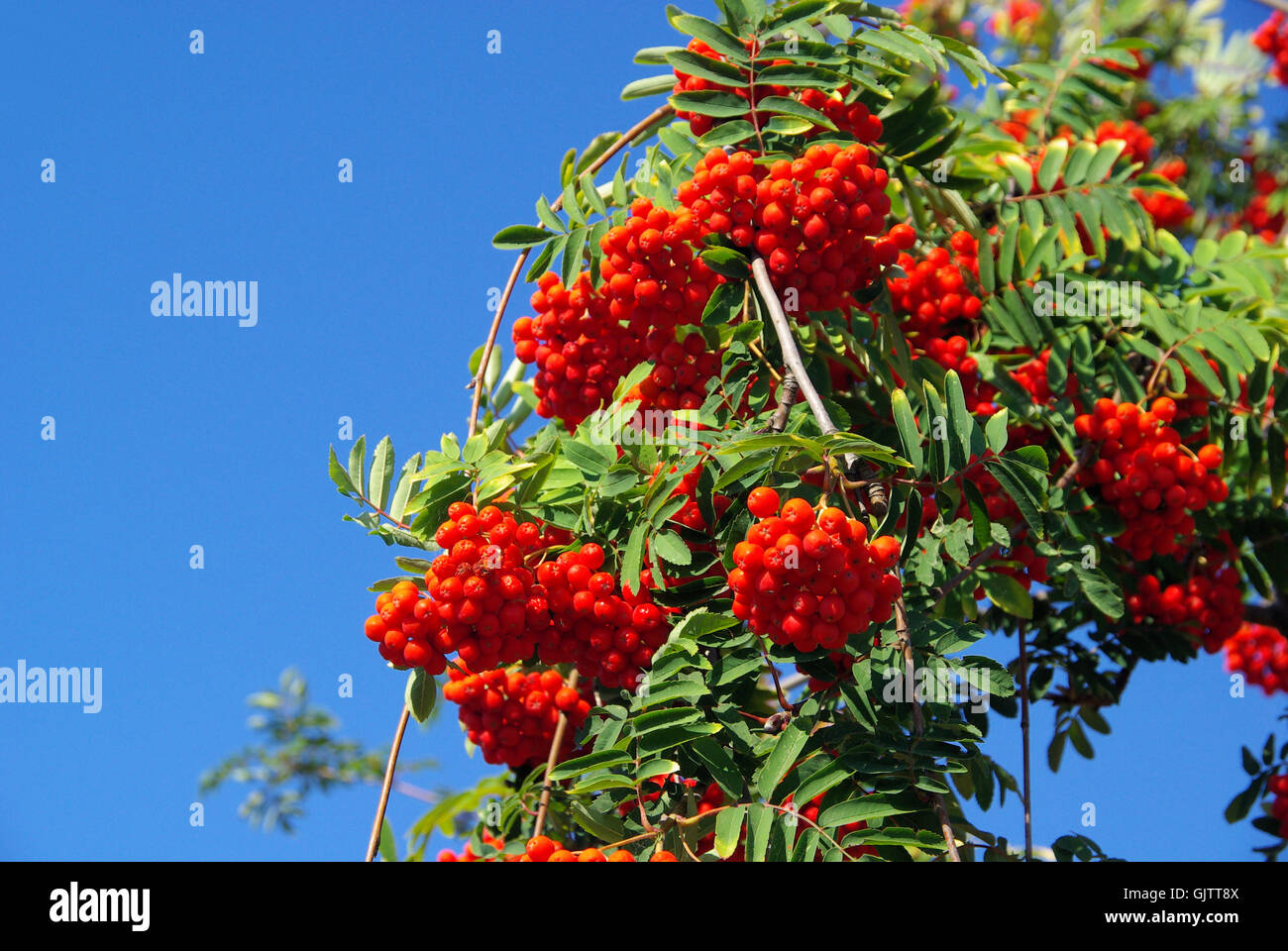 orange tree berries Stock Photo - Alamy