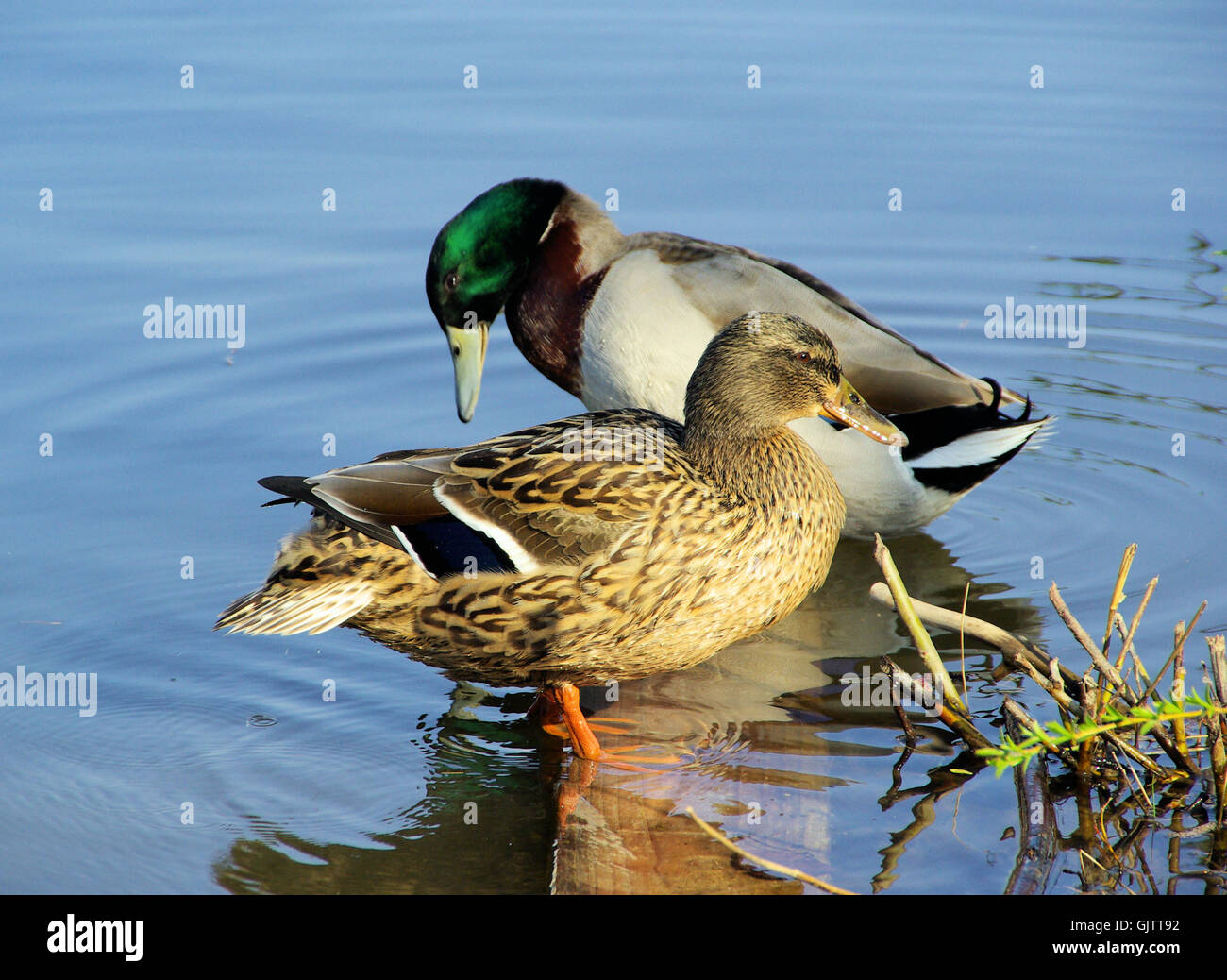 ente - duck 09 Stock Photo - Alamy