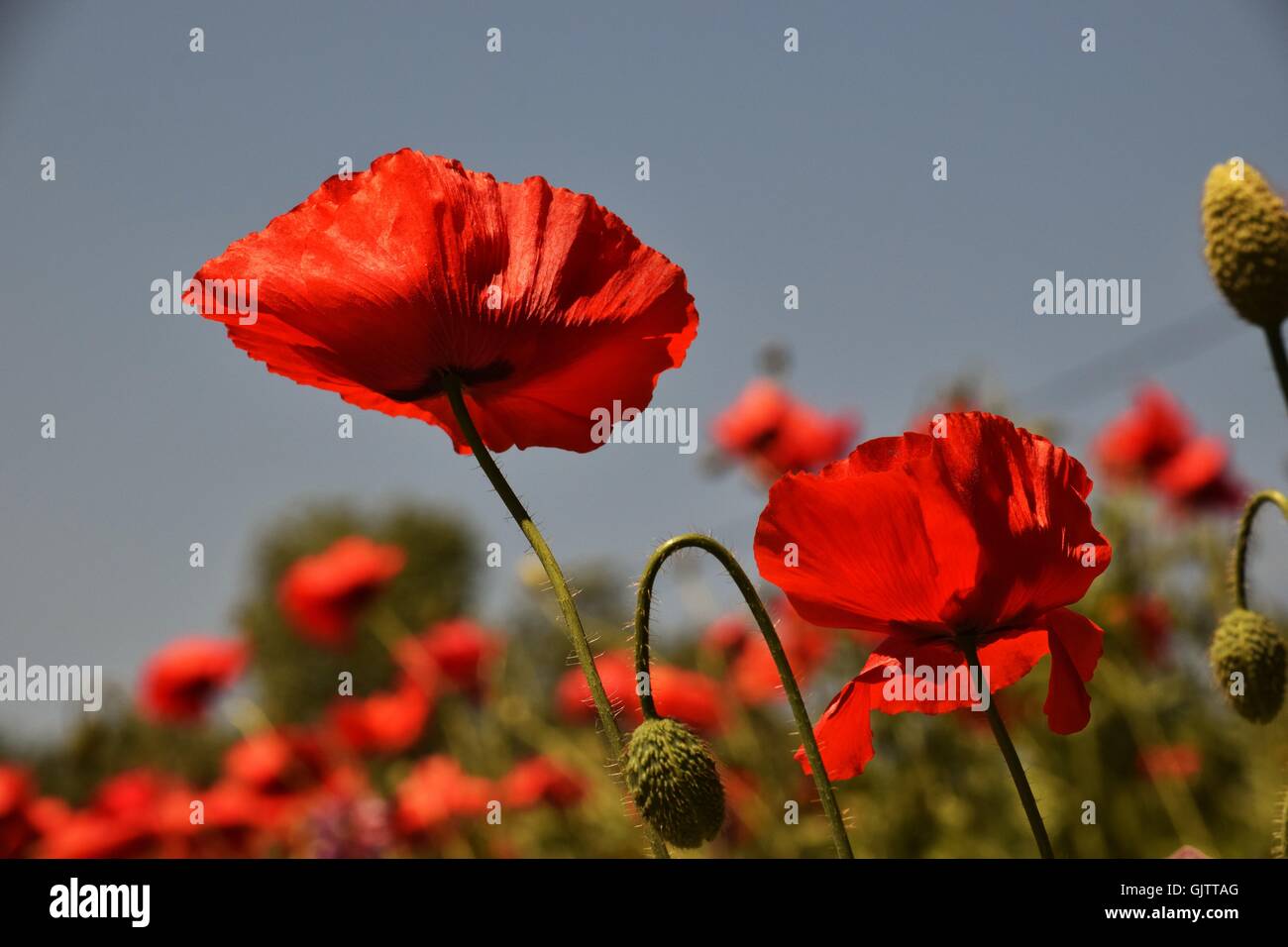 Oriental poppy seed pod hi-res stock photography and images - Alamy