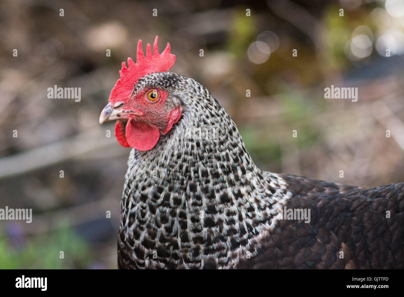 Maran chicken hi-res stock photography and images - Alamy