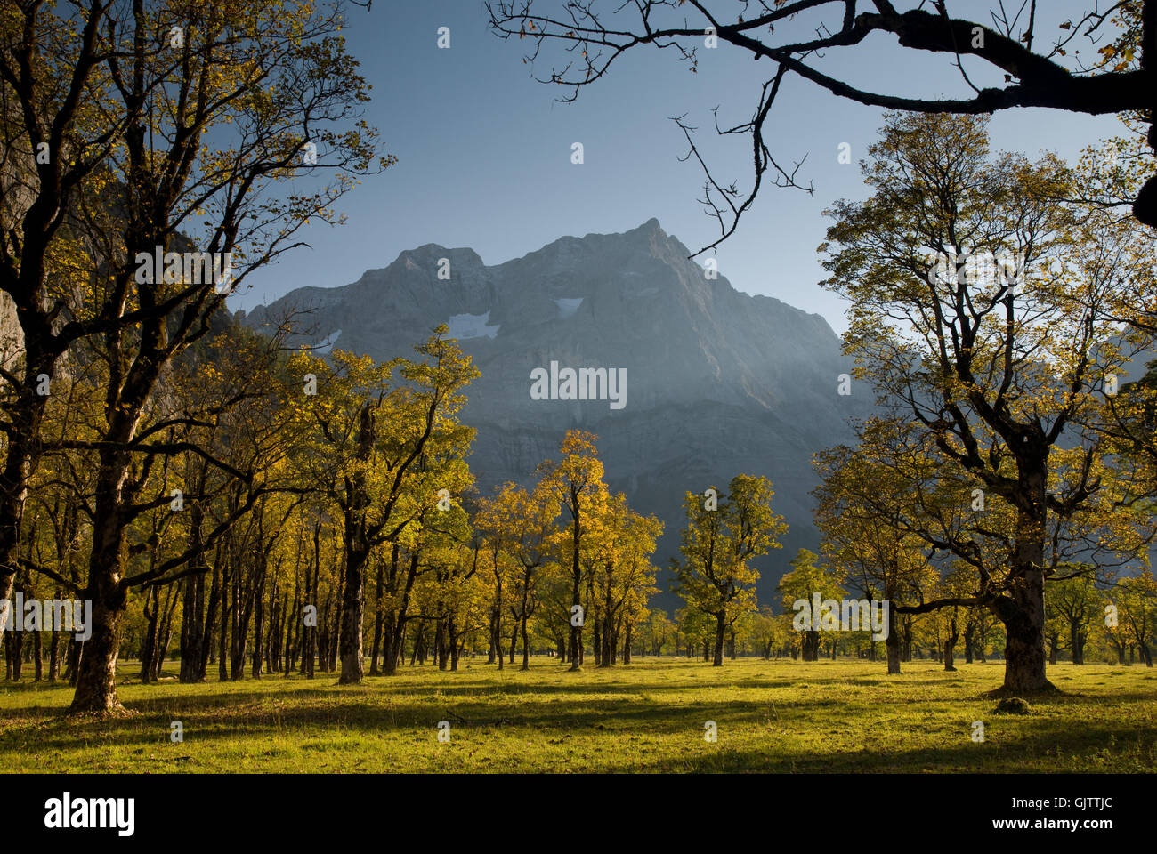 tree trees bavaria Stock Photo - Alamy