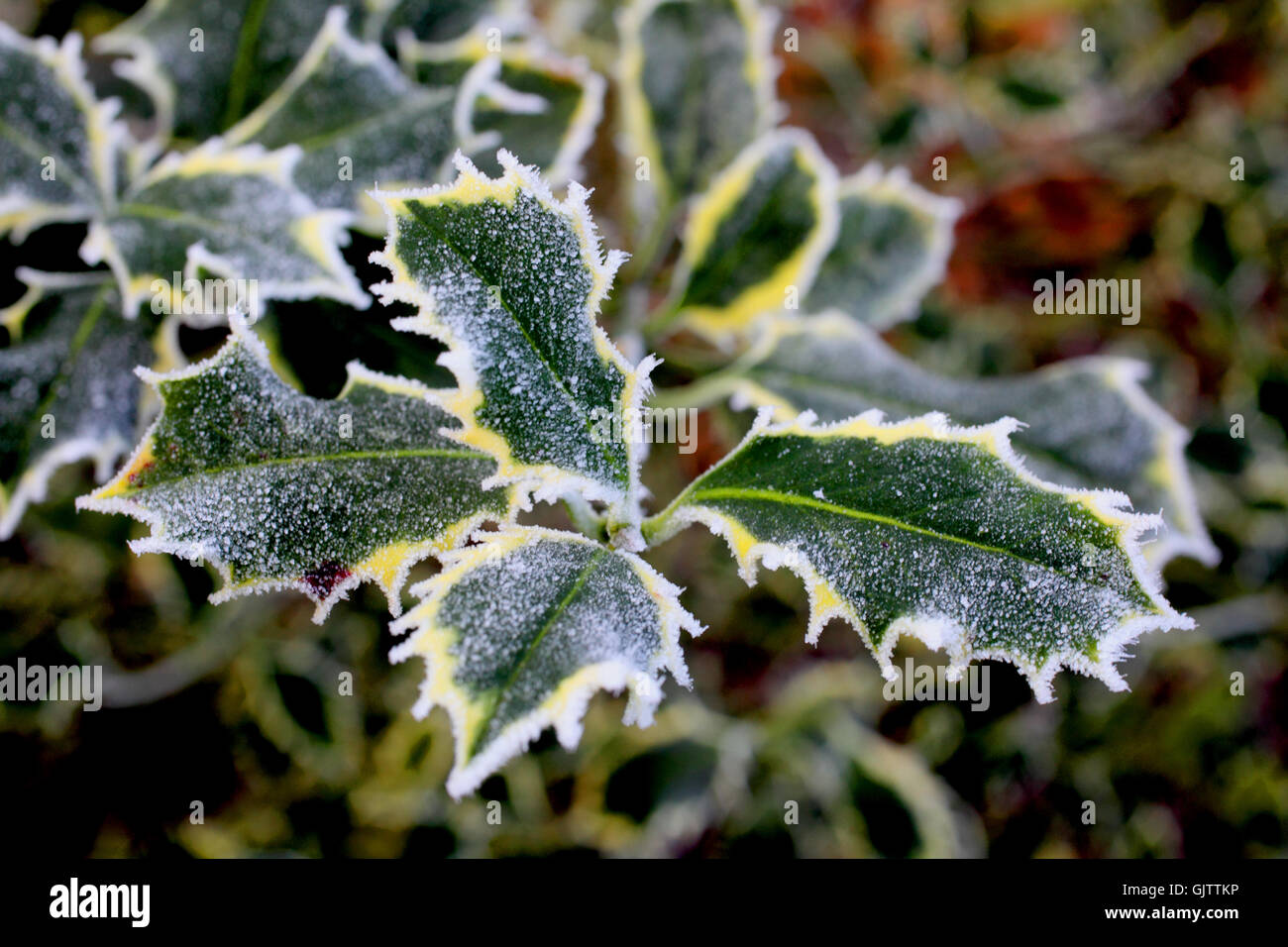 Holly hedge hi-res stock photography and images - Alamy