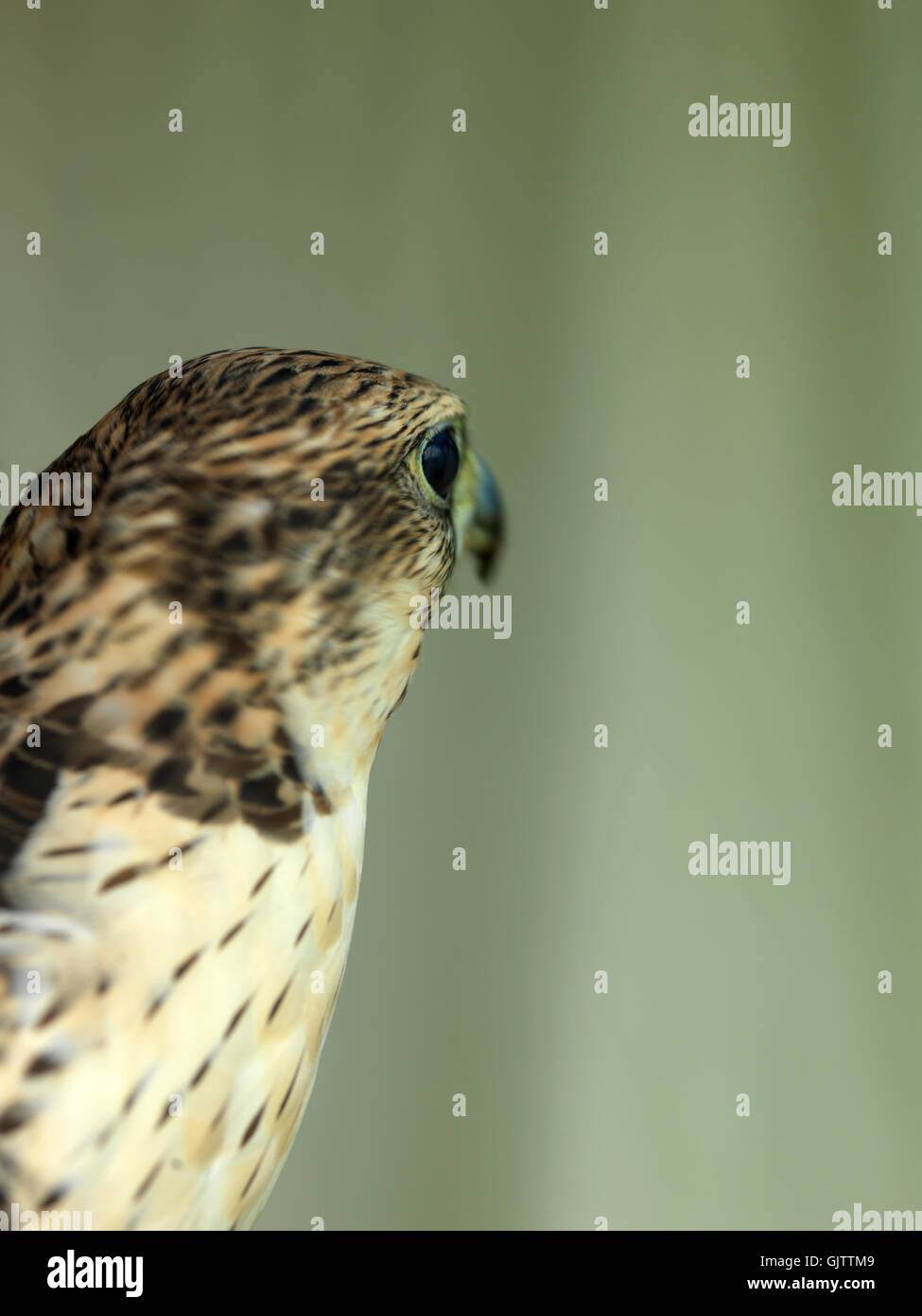 Close-up side view of bird Stock Photo - Alamy