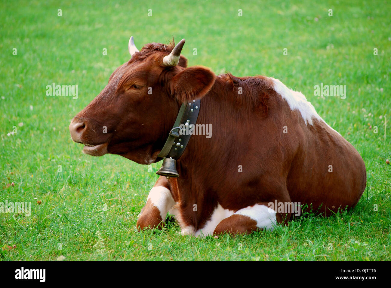 cow in grass Stock Photo - Alamy