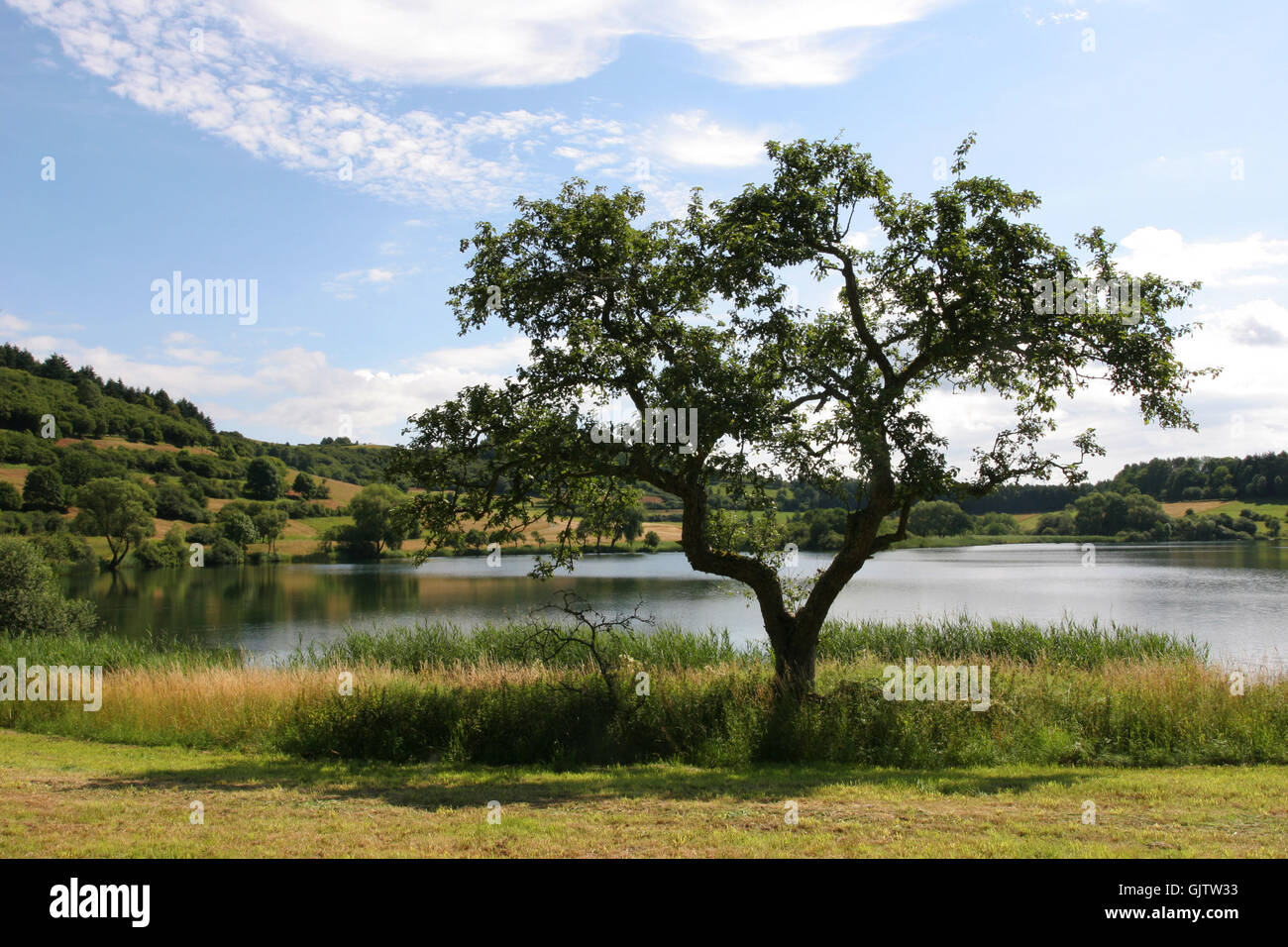 tree fresh water lake Stock Photo - Alamy