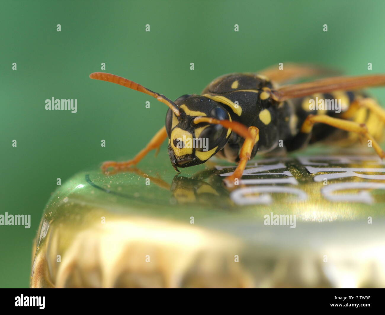 insect wasp vespiary Stock Photo - Alamy