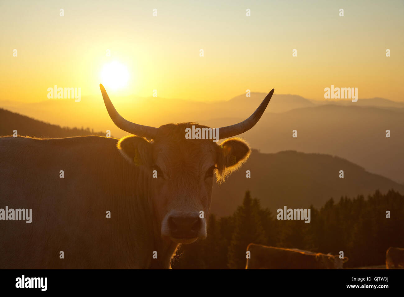 Alm cow hi-res stock photography and images - Alamy