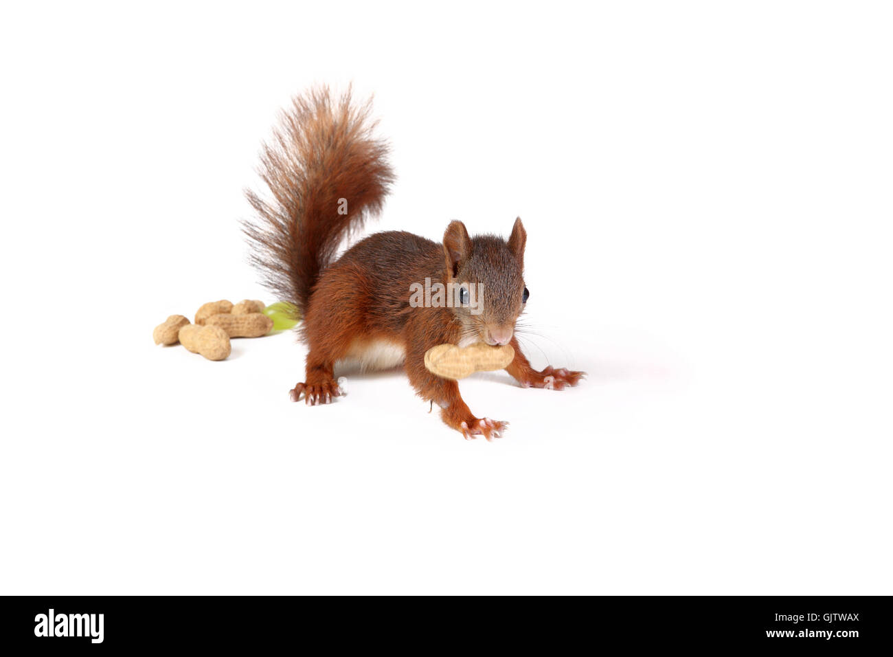 studio photography portrait nuts Stock Photo - Alamy