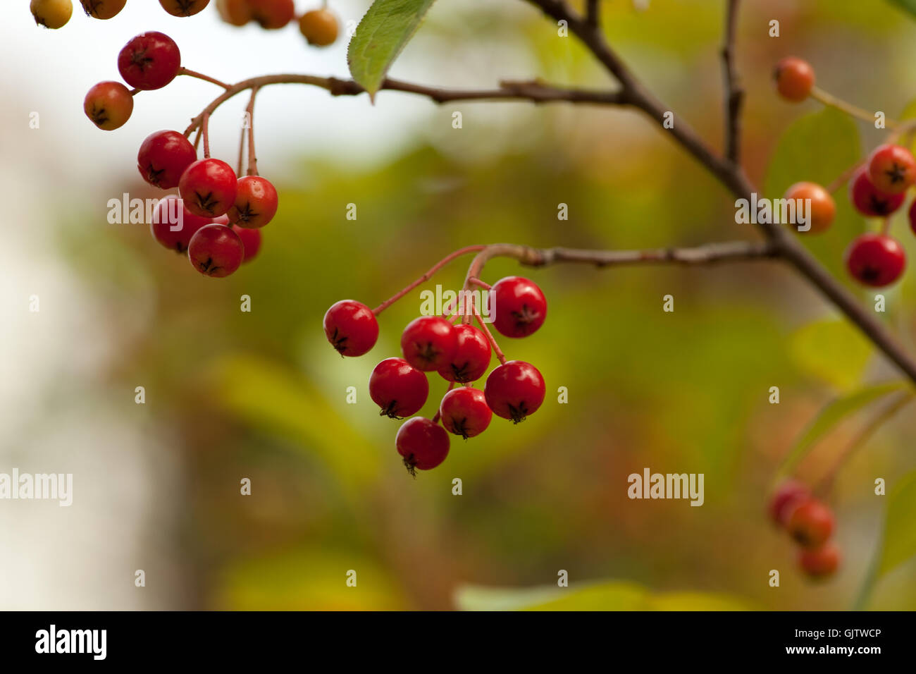 deciduous tree progenies fruits Stock Photo - Alamy