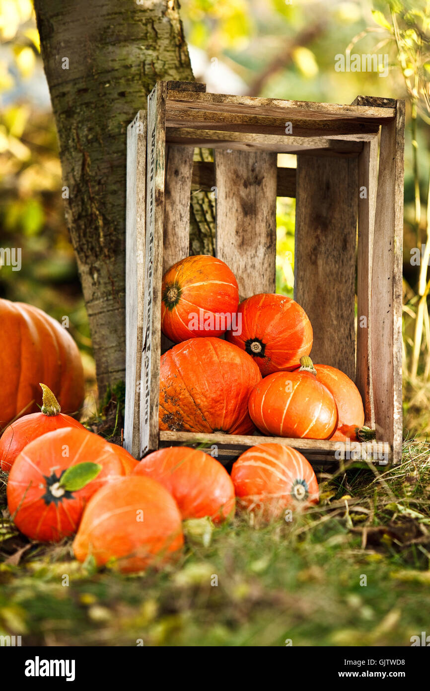 Perfect pumpkins hi-res stock photography and images - Alamy