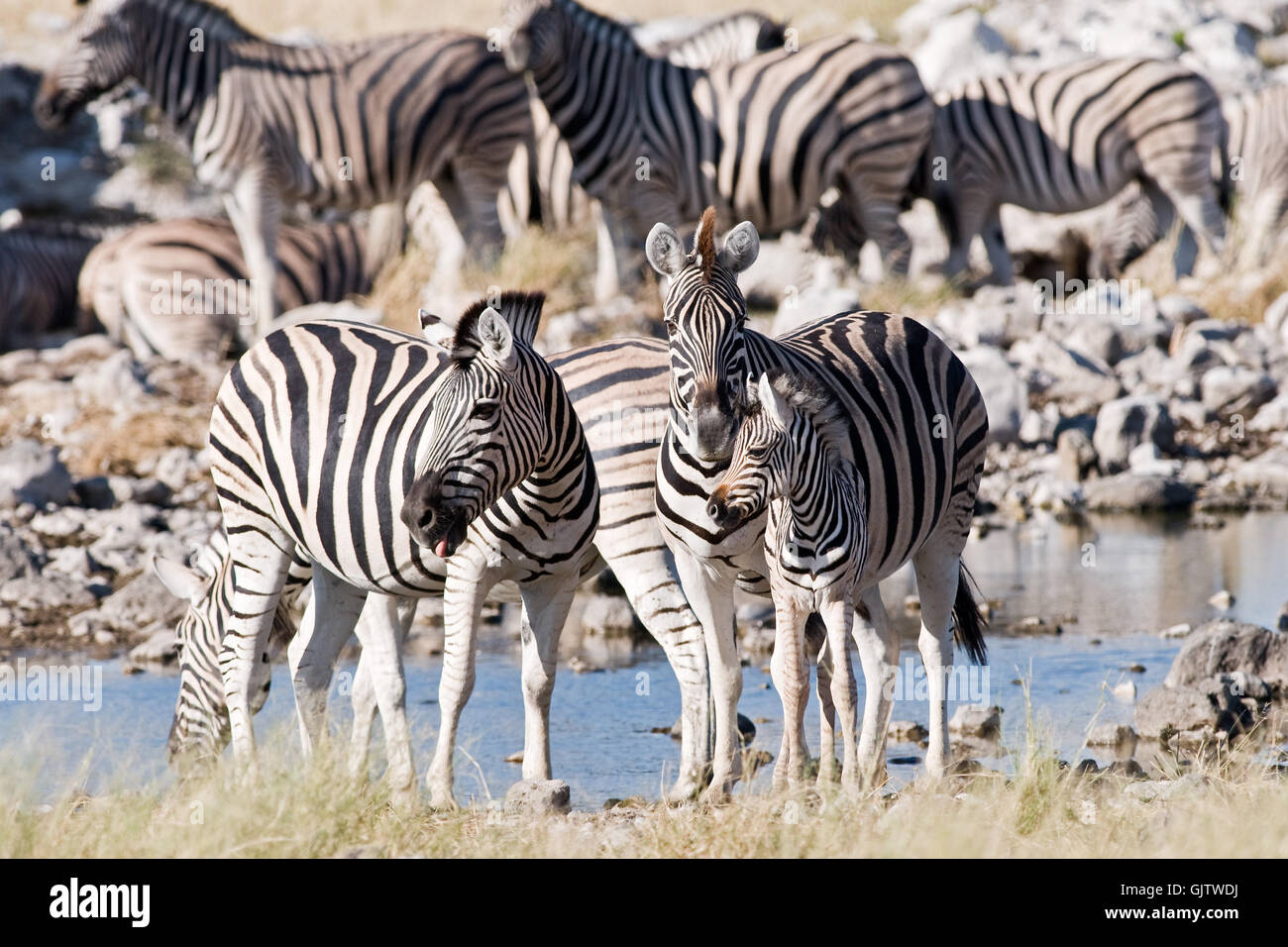 africa zebra safari Stock Photo - Alamy