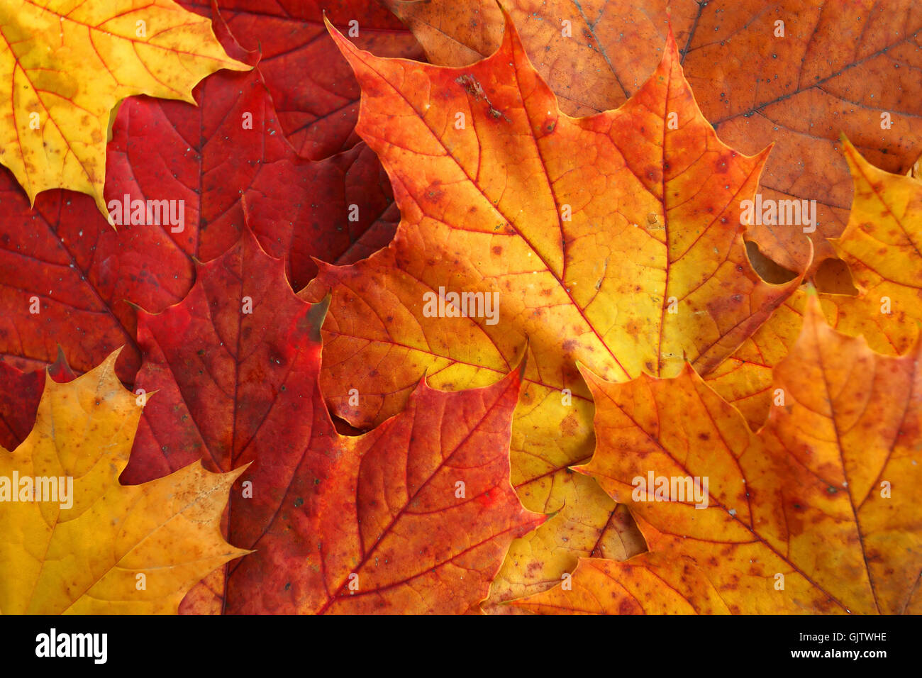 October leaf colours hi-res stock photography and images - Alamy