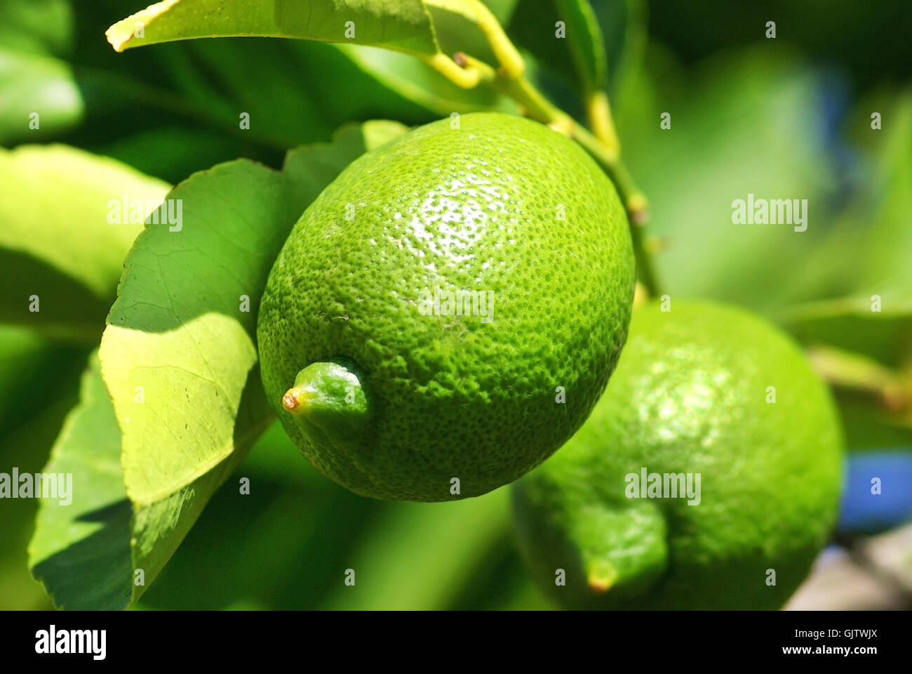 leaf tree agriculture Stock Photo - Alamy