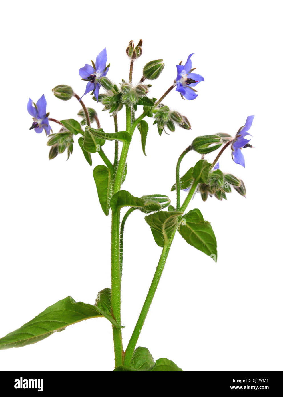 spice medicinal plant borage Stock Photo - Alamy