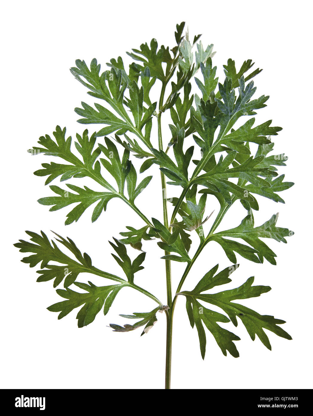 Artemisia absinthium hi-res stock photography and images - Alamy