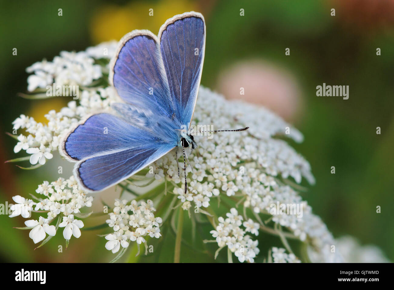 blue insect bloom Stock Photo - Alamy