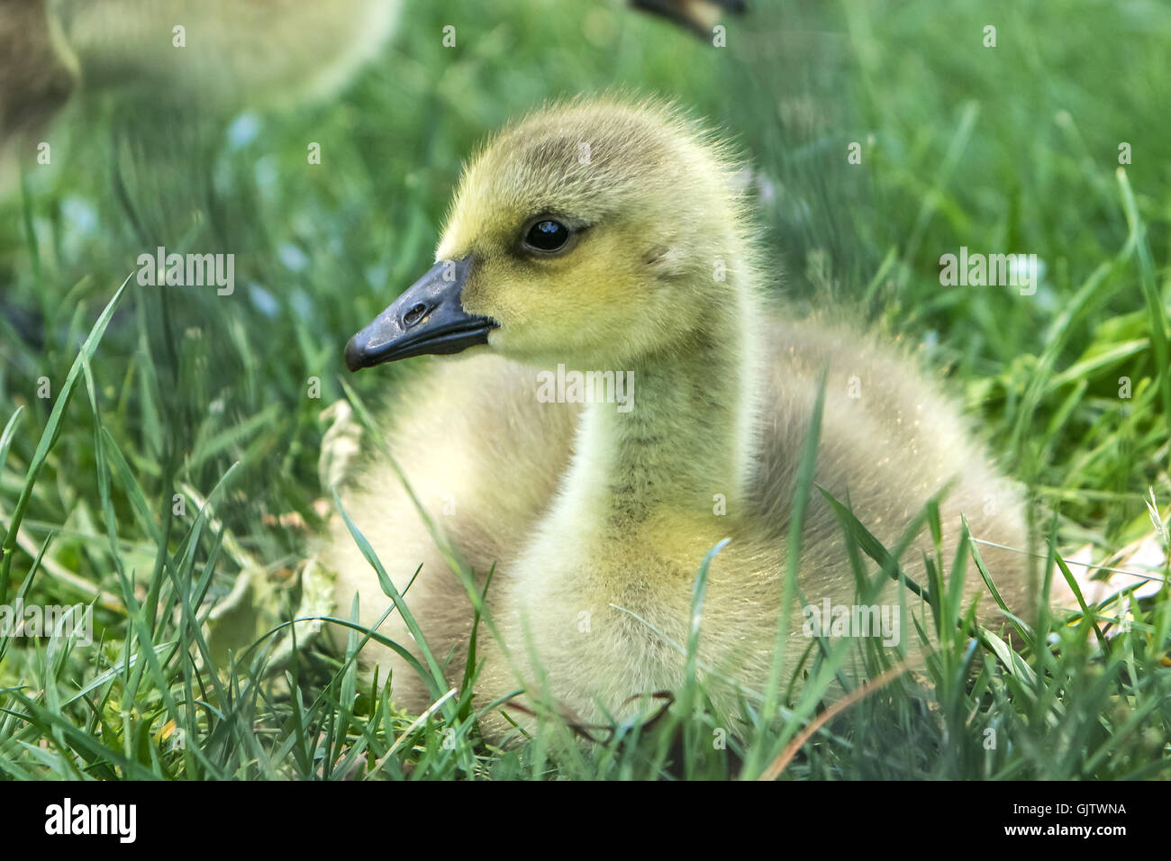 Gosling bird hi-res stock photography and images - Alamy