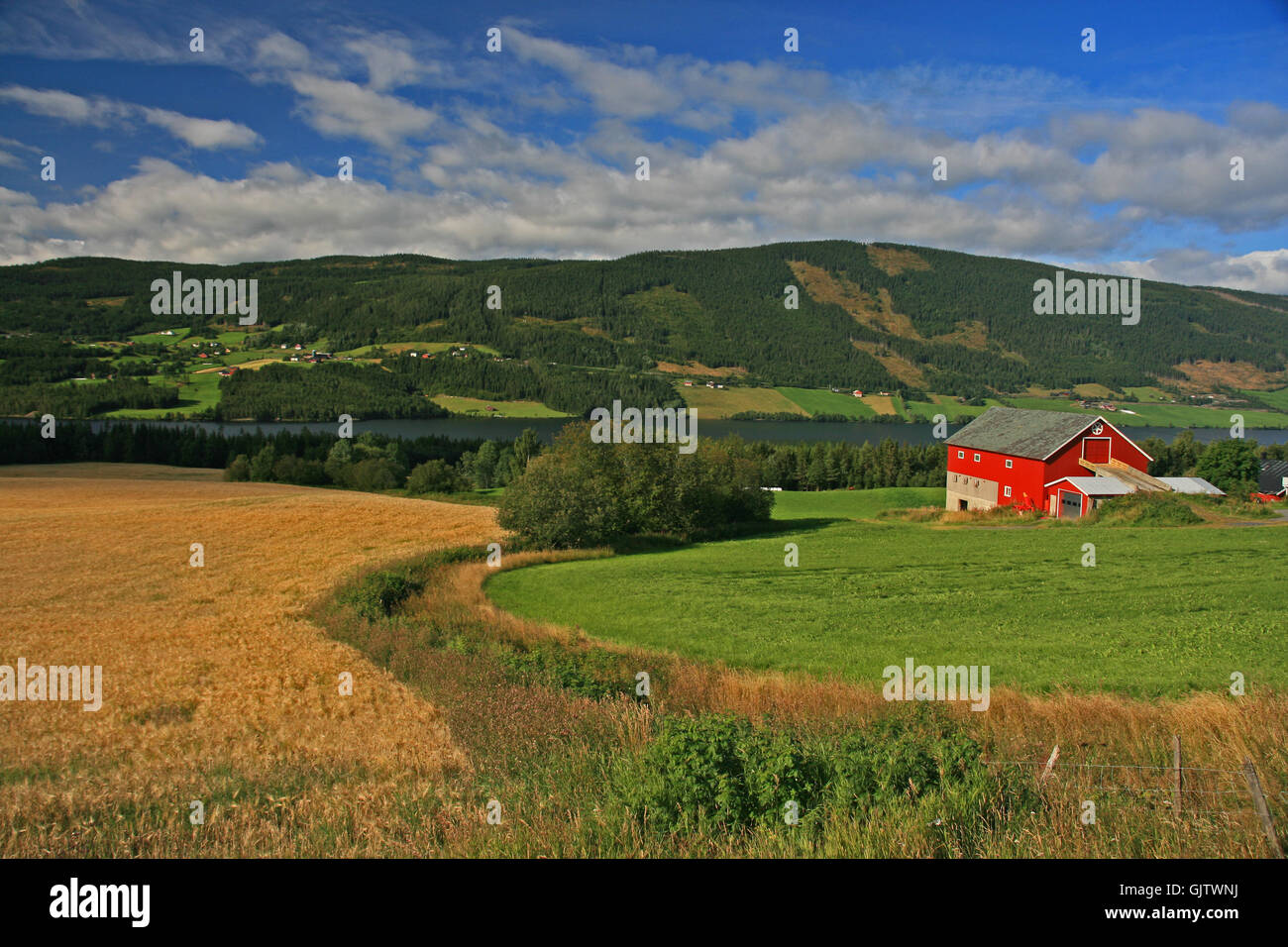 agriculture farming corn field Stock Photo - Alamy
