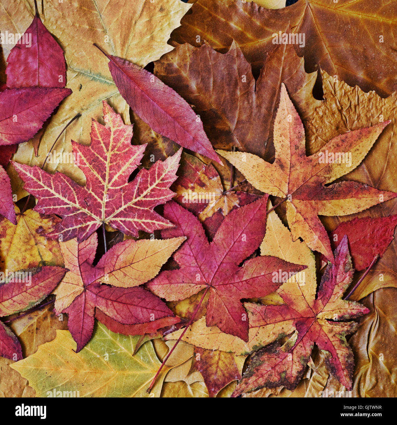 Red colouring of leaves hi-res stock photography and images - Alamy