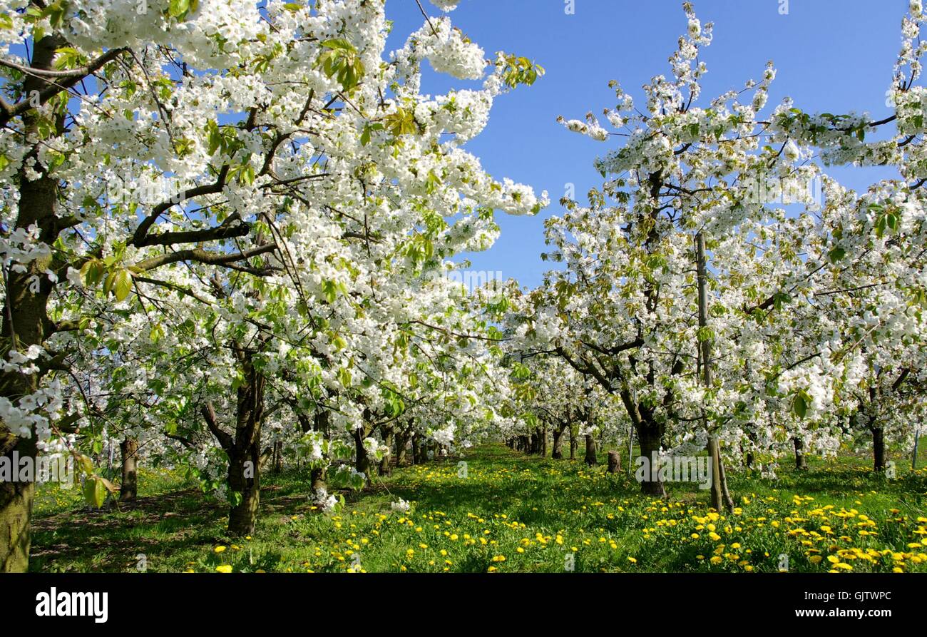 tree trees spring Stock Photo - Alamy