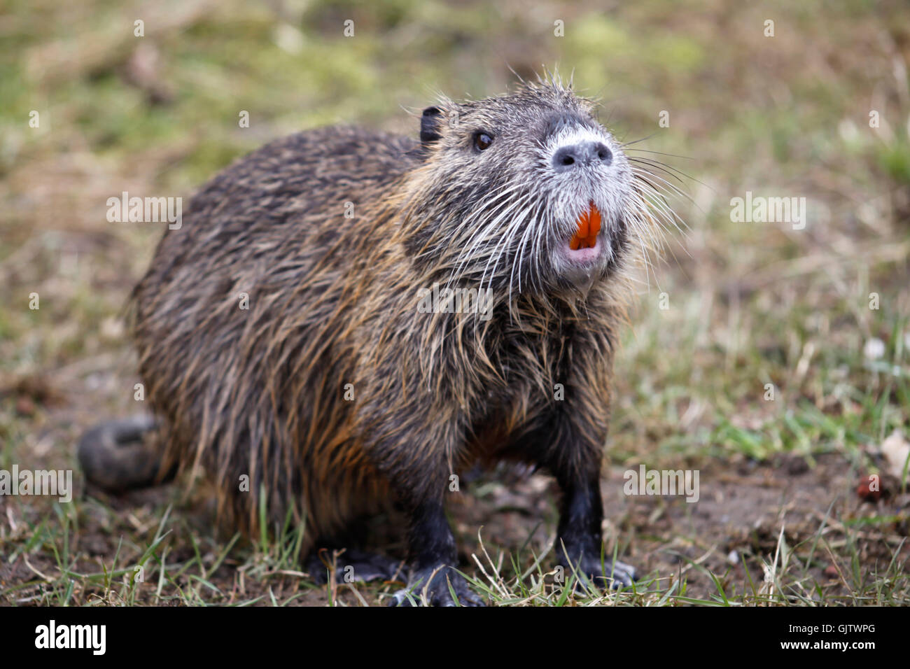 Nutria barthaare hi-res stock photography and images - Alamy