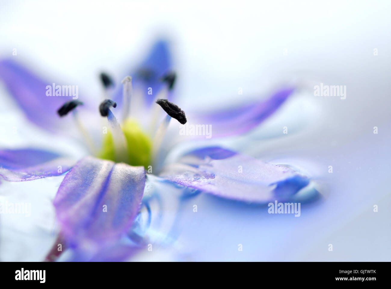 blue macro close-up Stock Photo - Alamy