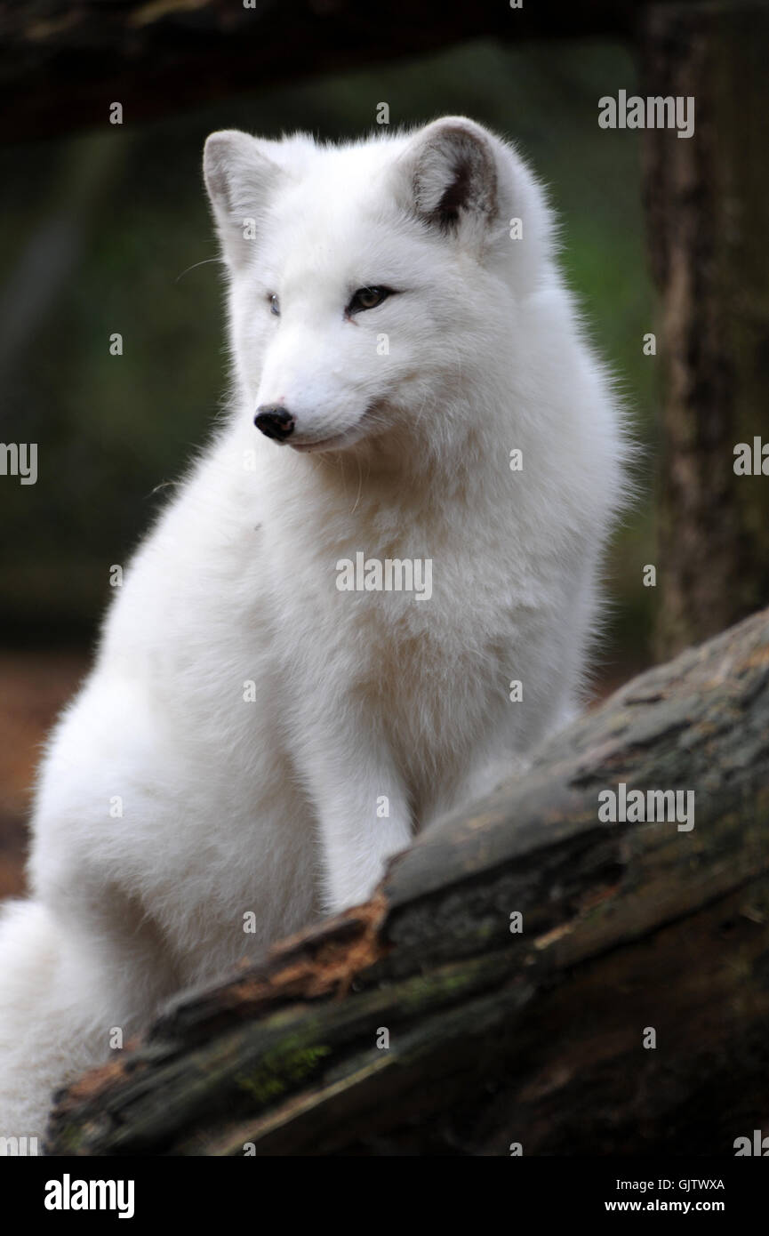 Eisfuchs hi-res stock photography and images - Alamy