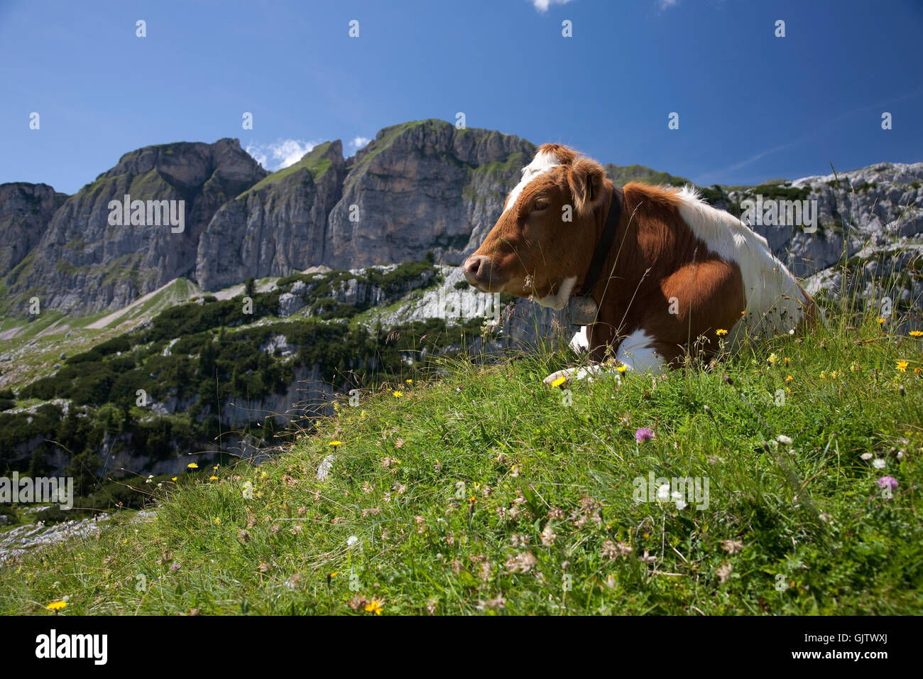 Animals of alps hi-res stock photography and images - Alamy
