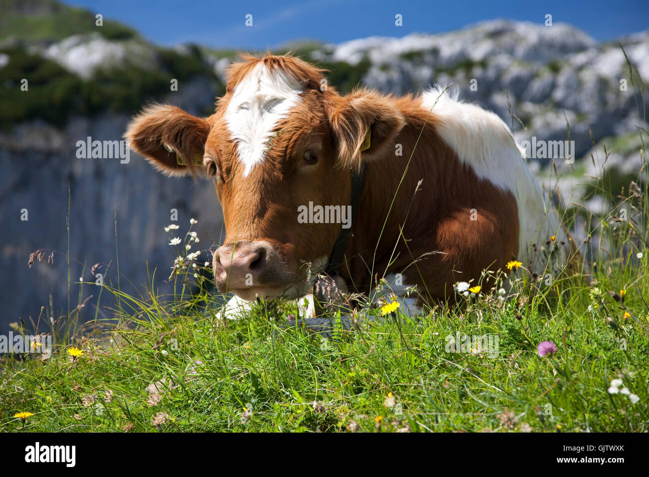 mountains animals alps Stock Photo - Alamy
