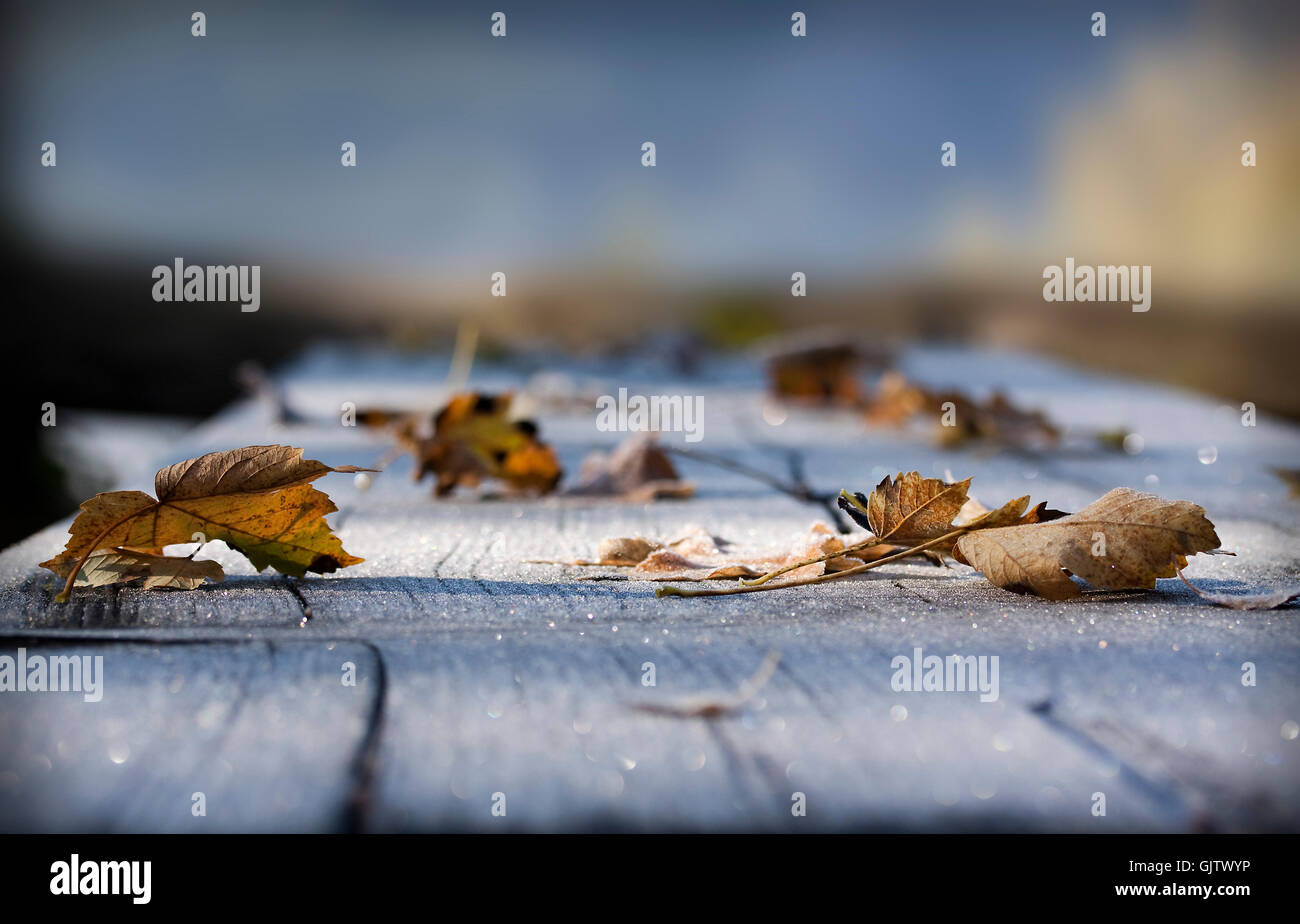 ripe frost frozen Stock Photo - Alamy