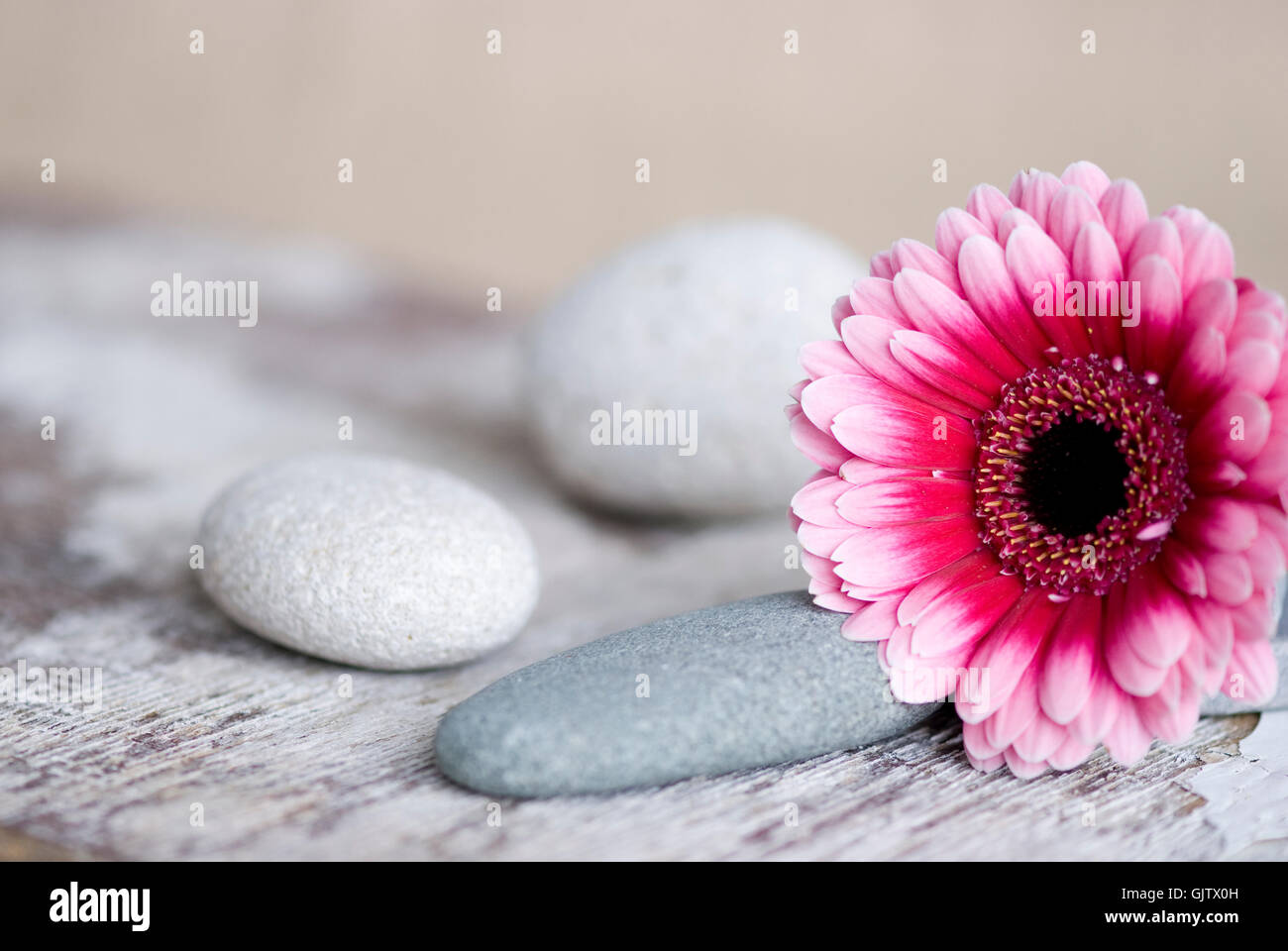 still life flower plant Stock Photo - Alamy