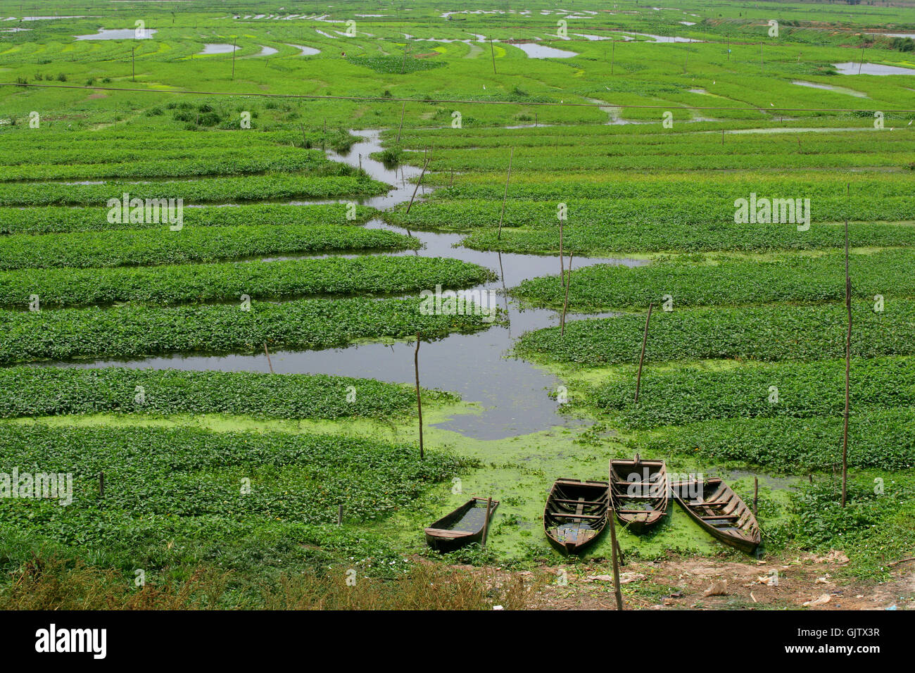 Thailand rice field boat hi-res stock photography and images - Alamy