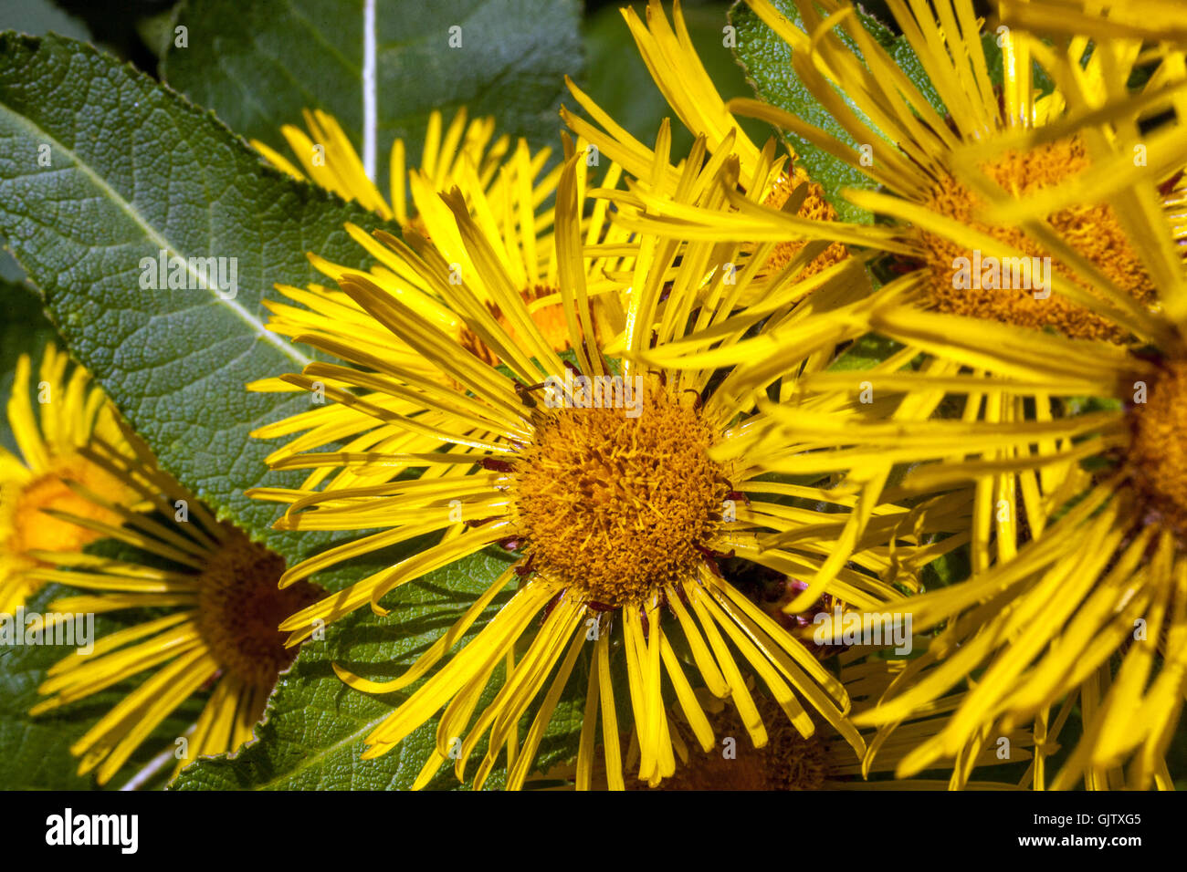 Inula racemosa, yellow flowers Stock Photo - Alamy