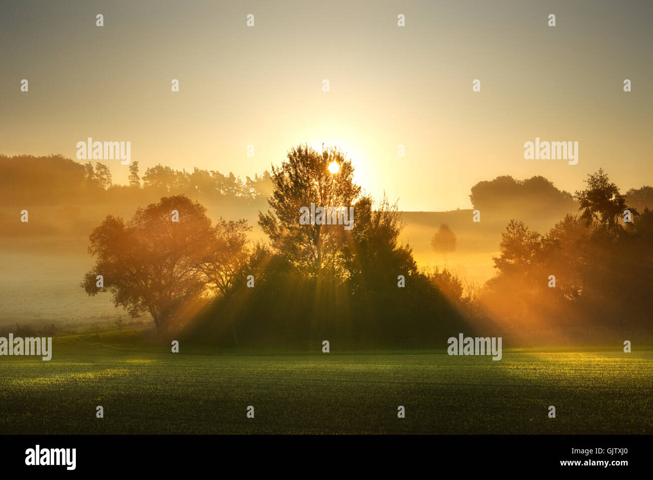 Sunrise in autumnal beech hi-res stock photography and images - Alamy